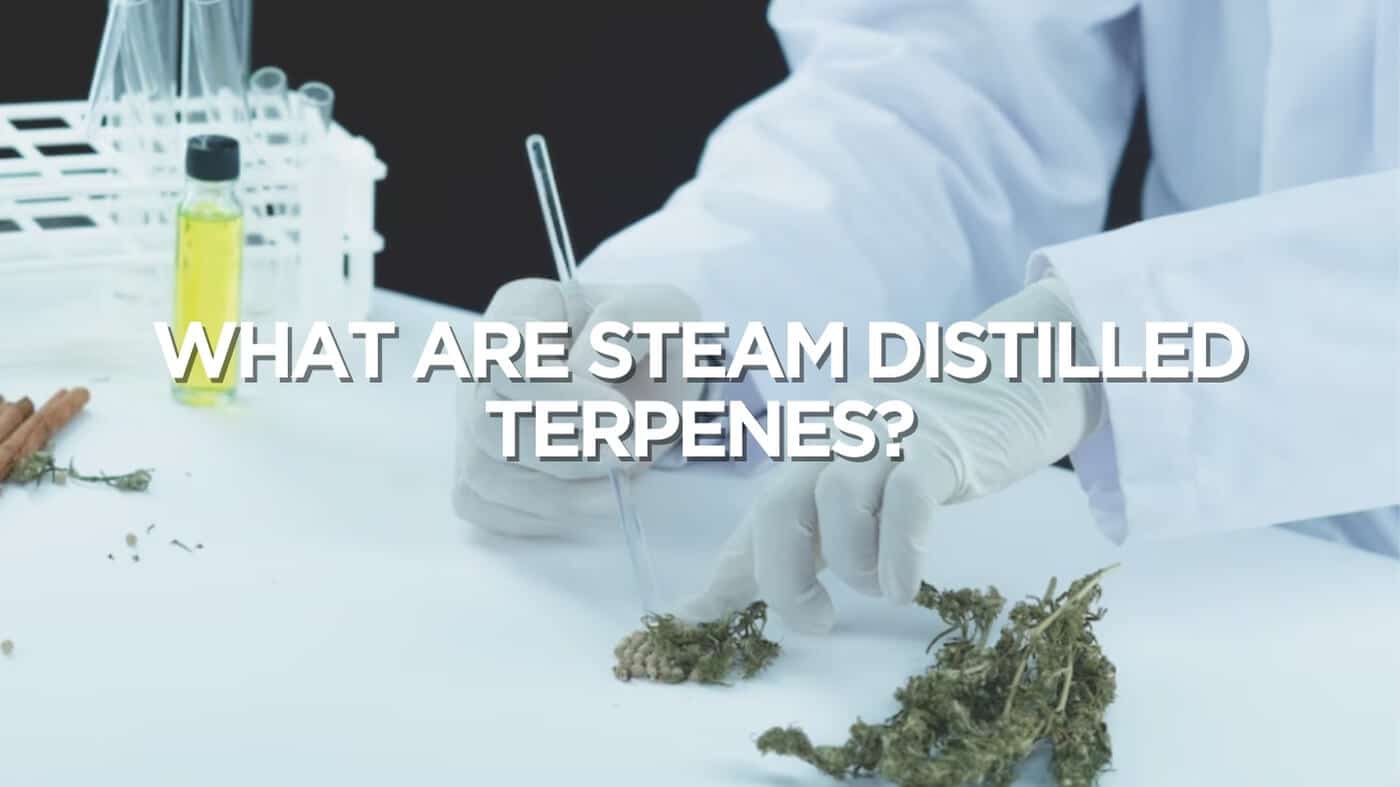 A Guide To Steam Distilled Terpenes & Their Benefits | Harbor City Hemp